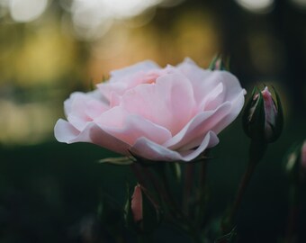 Rose Photograph Digital Download, Pink Single Rose Macro Image ...
