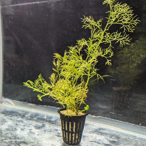 Water Sprite Floating Plant - Etsy