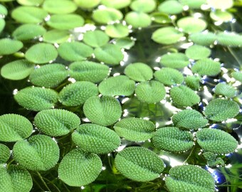 Salvinia Cucullata, asian Water Moss, 25 Leaves, Live Floating Aquarium ...