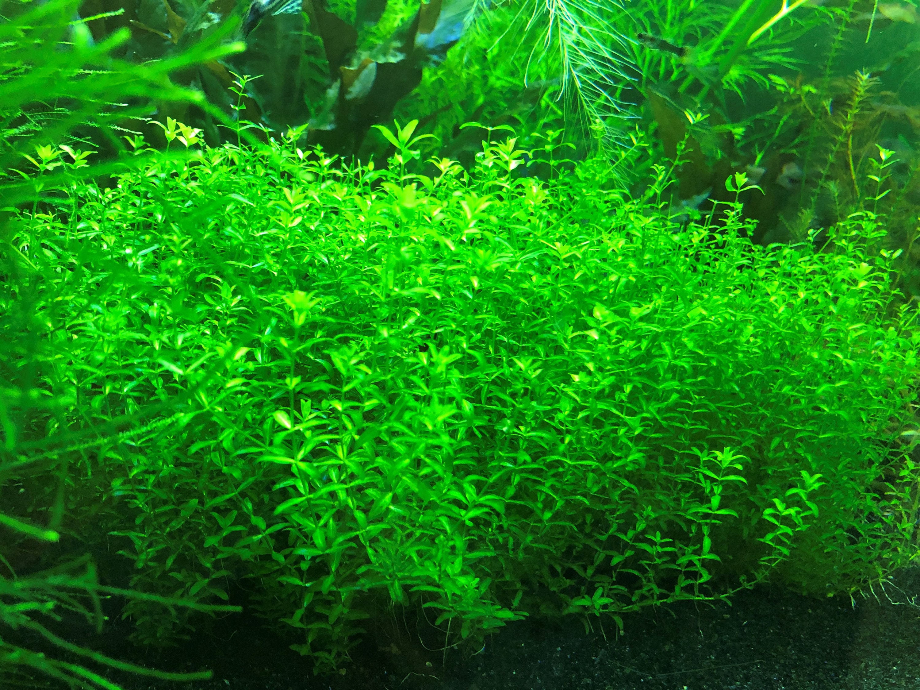 Pearl Weed Micranthemum Micranthemoides Mid/foreground - Etsy