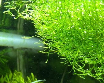 Crystalwort riccia Fluitans Floating Aquatic Plant for Aquarium ...