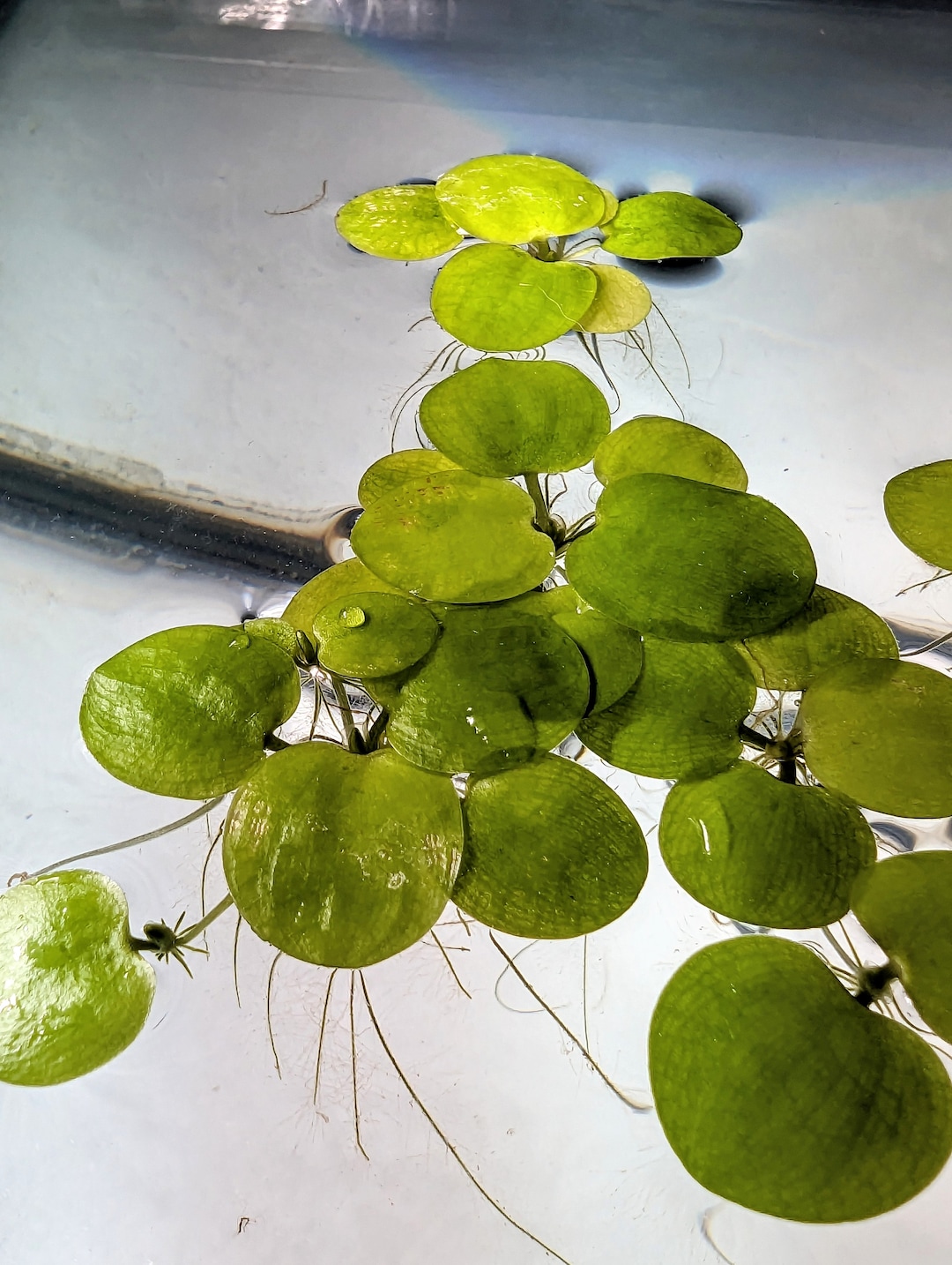 Amazon Frogbit Limnobium Laevigatum Live Floating Aquarium Plant - Etsy