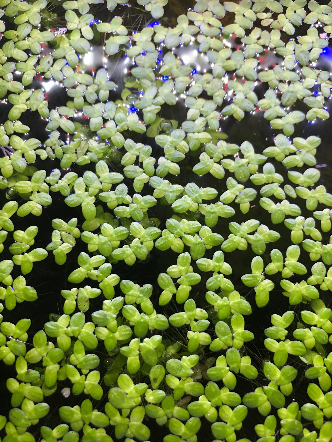 Duckweed Landoltia Punctata 2 Ounces Live Floating Aquarium Plant - Etsy