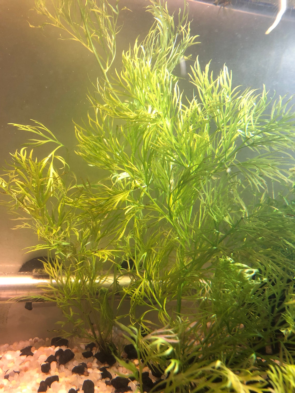 Water Sprite Ceratopteris Thalictroide Live Aquarium Plant - Etsy