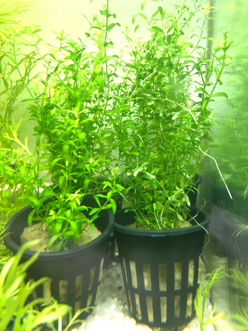 Pearl Weed Micranthemum Micranthemoides Mid/foreground - Etsy