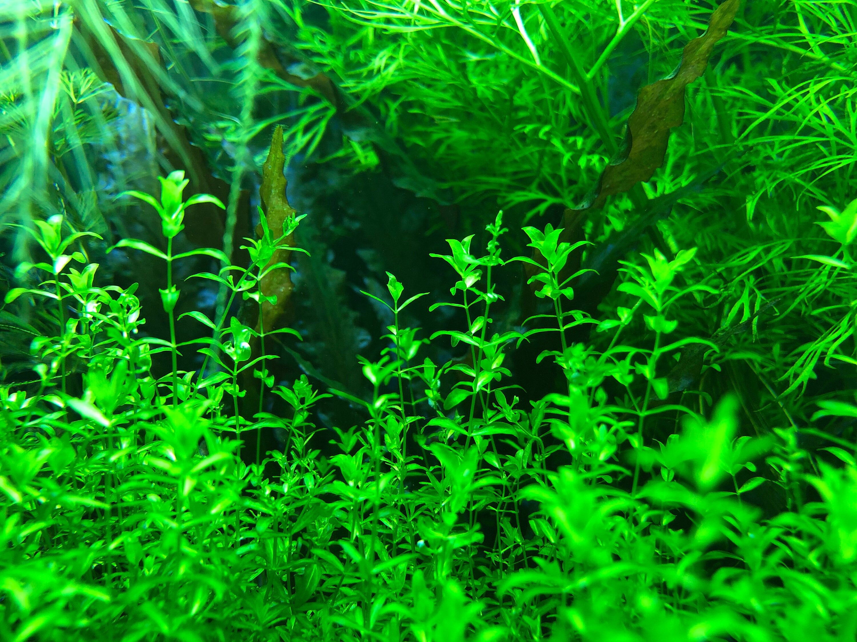 Pearl Weed Micranthemum Micranthemoides Mid/foreground - Etsy