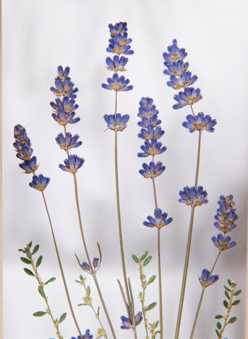 Pressed Lavender Flowers, Floating Frame Art, 10,6 X 15 X 4,1 Cm - Etsy