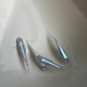 Japanese Rice Fish Eggs - Medaka Miyuki Blue - Etsy