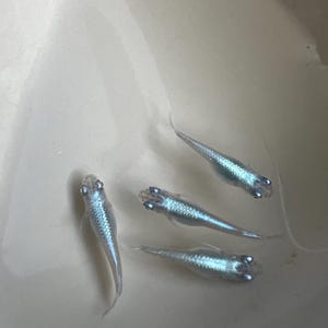 Japanese Rice Fish Eggs - Medaka Miyuki Blue - Etsy