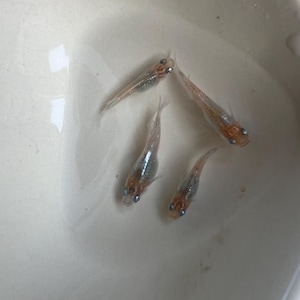 Japanese Rice Fish Eggs - Medaka Tricolor Miyuki - Etsy