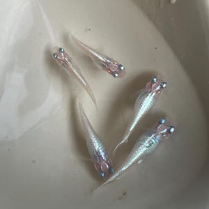 Japanese Rice Fish Eggs - Medaka Miyuki Silver - Etsy