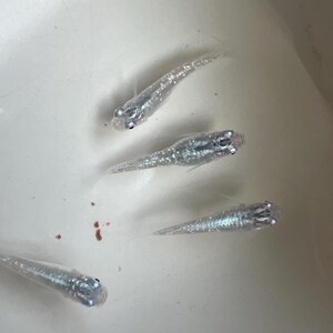 Japanese Rice Fish Eggs - Medaka Lame Silver - Etsy