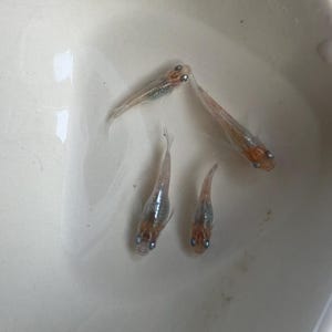 Japanese Rice Fish Eggs - Medaka Tricolor Miyuki - Etsy