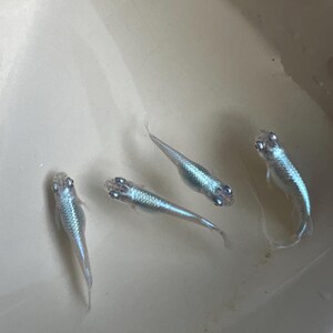 Japanese Rice Fish Eggs - Medaka Miyuki Blue - Etsy