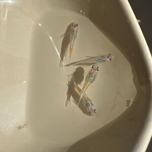 Japanese Rice Fish Eggs Medaka Ulysses Cobalt - Etsy