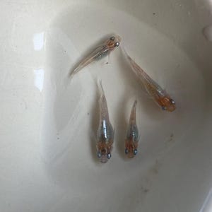 Japanese Rice Fish Eggs - Medaka Tricolor Miyuki - Etsy