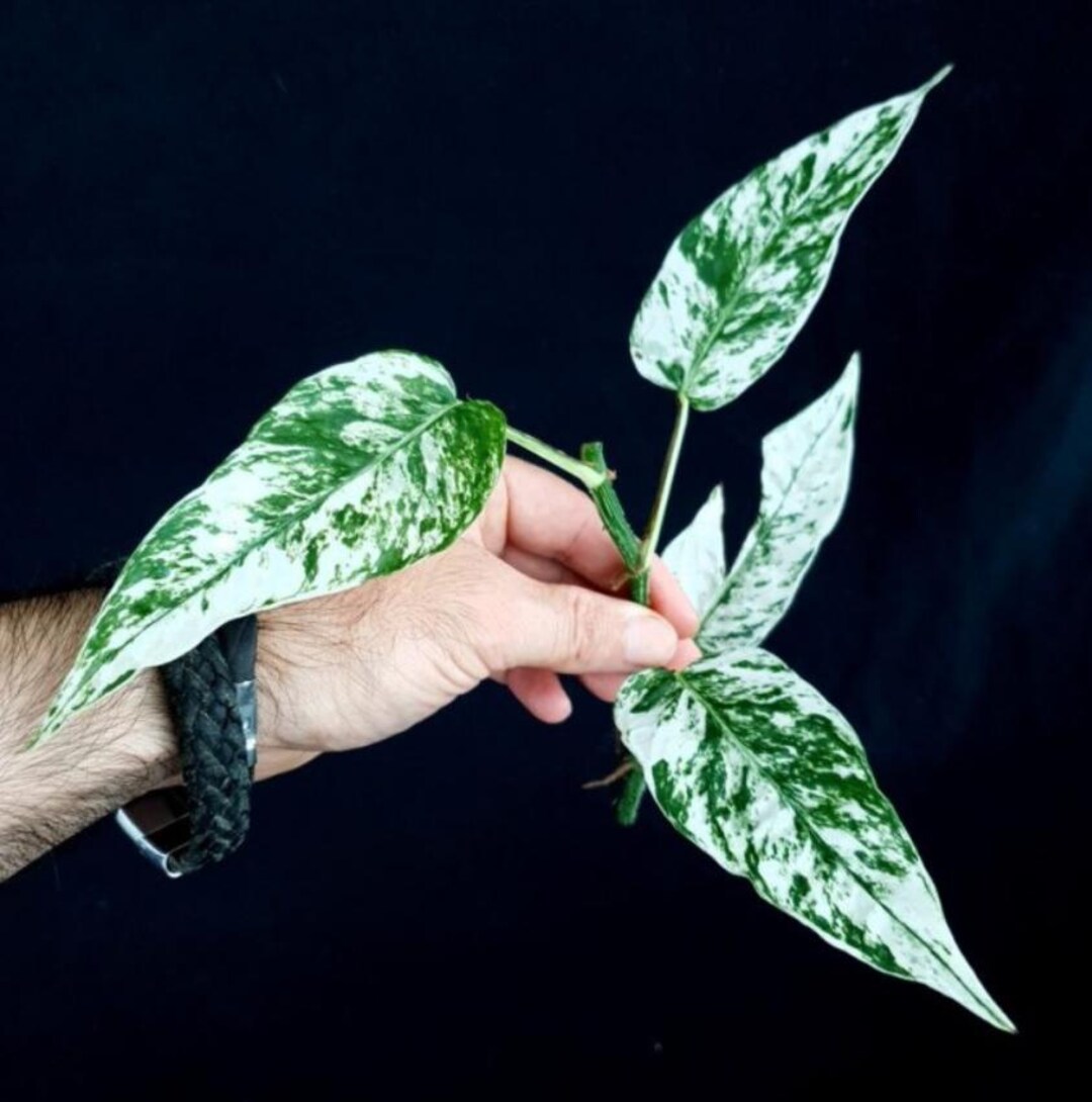 Epipremnum Cebu Blue Variegata Cebu Blue Pathos Variegata Rare Plant ...