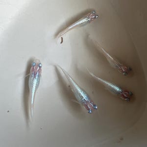 Japanese Rice Fish Eggs - Medaka Miyuki Silver - Etsy