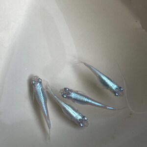 Japanese Rice Fish Eggs - Medaka Miyuki Blue - Etsy