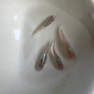 Japanese Rice Fish Eggs - Medaka Tricolor Miyuki - Etsy