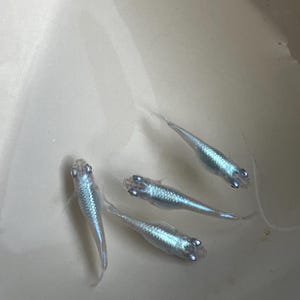 Japanese Rice Fish Eggs - Medaka Miyuki Blue - Etsy