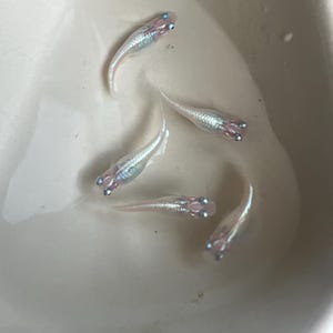 Japanese Rice Fish Eggs - Medaka Miyuki Silver - Etsy