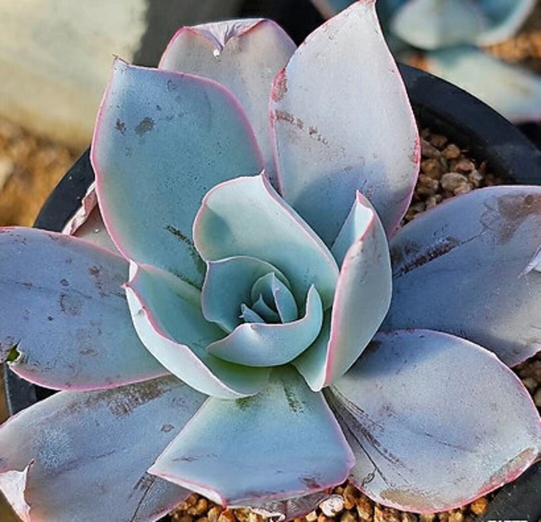 Echeveria Cante belle succulente feuille de propagation - Etsy France