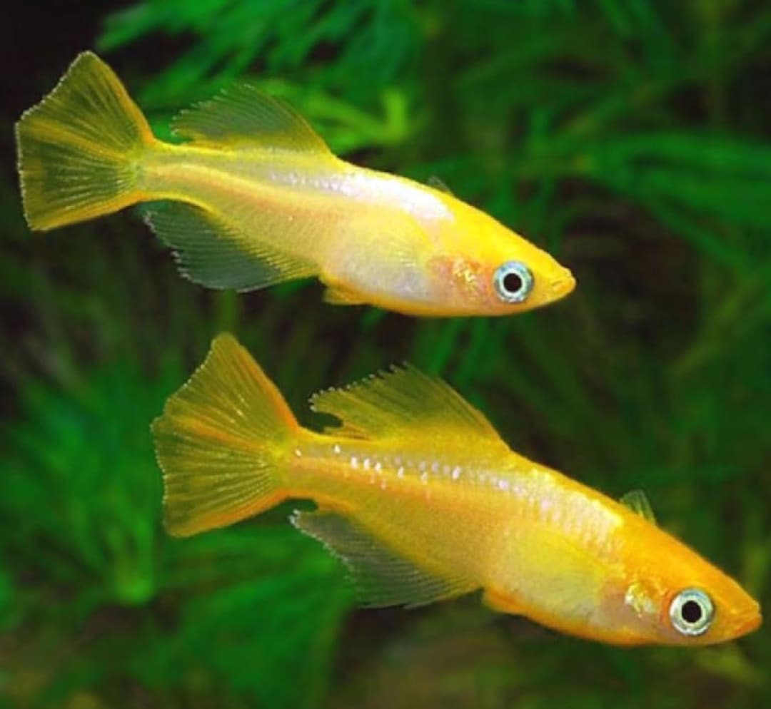 Japanese Rice Fish Eggs - Medaka Golden - Etsy