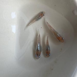 Japanese Rice Fish Eggs - Medaka Tricolor Miyuki - Etsy