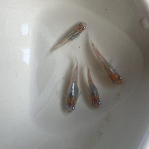 Japanese Rice Fish Eggs - Medaka Tricolor Miyuki - Etsy