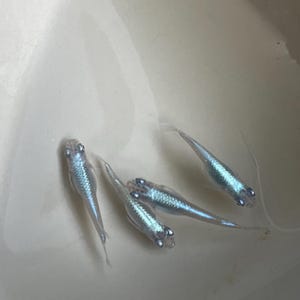 Japanese Rice Fish Eggs - Medaka Miyuki Blue - Etsy