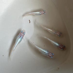 Japanese Rice Fish Eggs - Medaka Miyuki Silver - Etsy