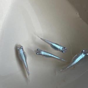 Japanese Rice Fish Eggs - Medaka Miyuki Blue - Etsy