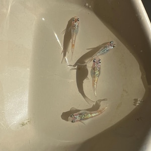 Japanese Rice Fish Eggs Medaka Ulysses Cobalt - Etsy