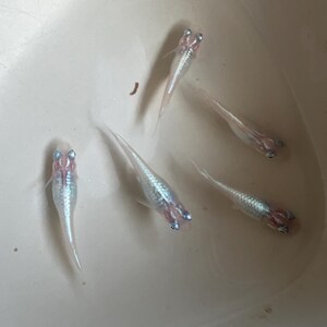 Japanese Rice Fish Eggs - Medaka Miyuki Silver - Etsy