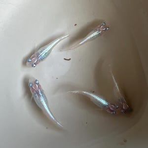 Japanese Rice Fish Eggs - Medaka Miyuki Silver - Etsy