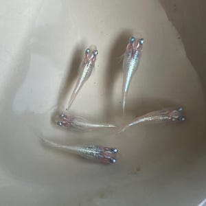 Japanese Rice Fish Eggs - Medaka Miyuki Silver - Etsy