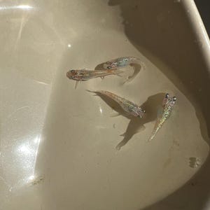 Japanese Rice Fish Eggs Medaka Ulysses Cobalt - Etsy