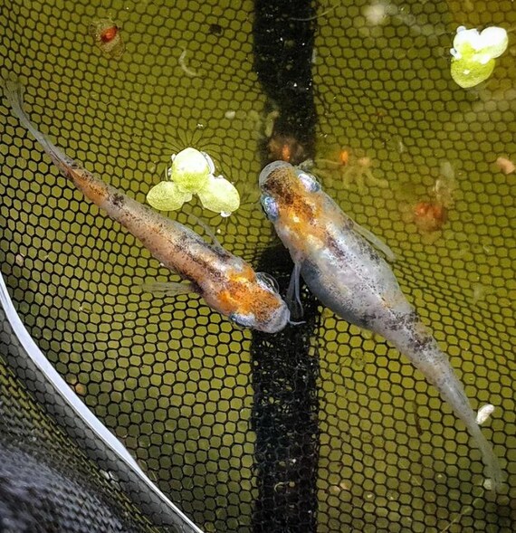 Japanese Fighting Fish Eggs