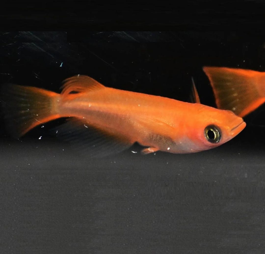 Japanese Rice Fish Eggs - Medaka Panda Orange - Etsy