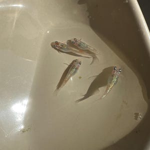 Japanese Rice Fish Eggs Medaka Ulysses Cobalt - Etsy