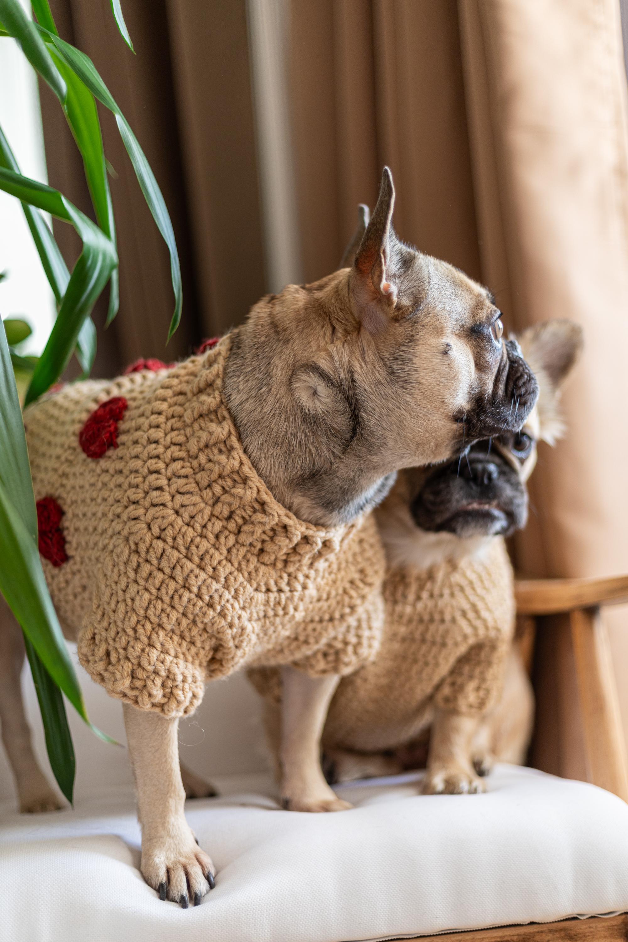 Crochet Dog Sweater Pattern PDF + Step-by-step Video | French Bulldog ...