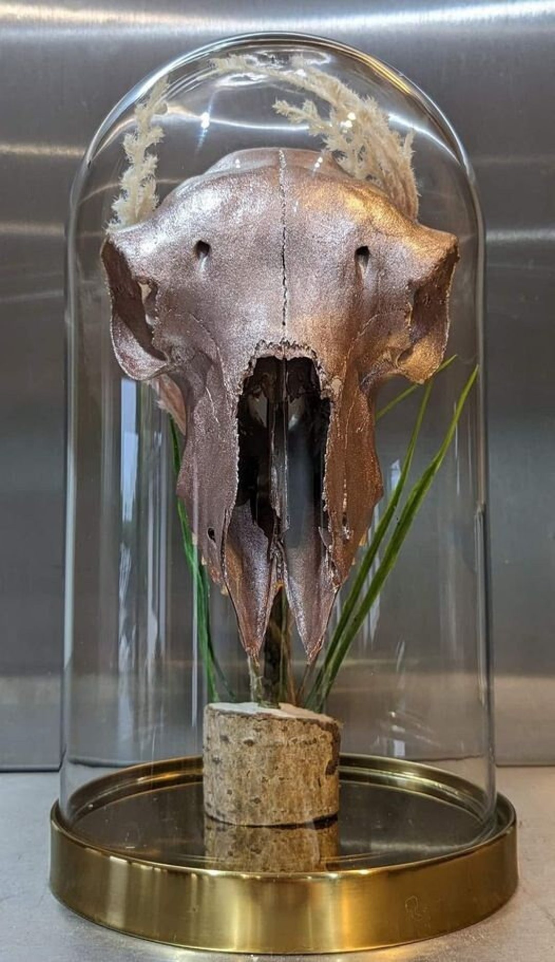 Shauna the Sheep From Southend Taxidermy Skull Sheep Domed - Etsy