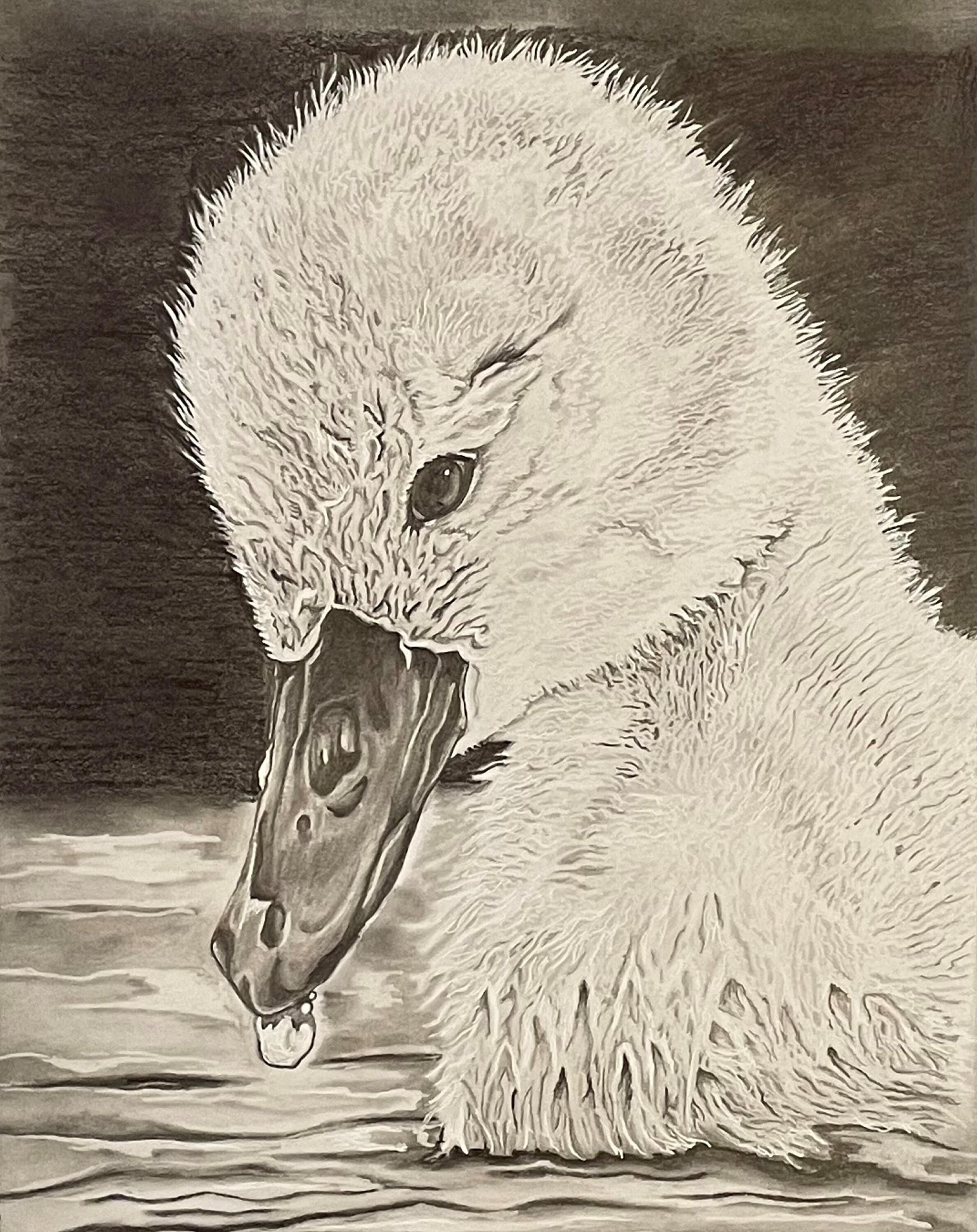 Duck Art| Duck Drawing Print| Duckling Print| Cute Duck Print| Duck ...