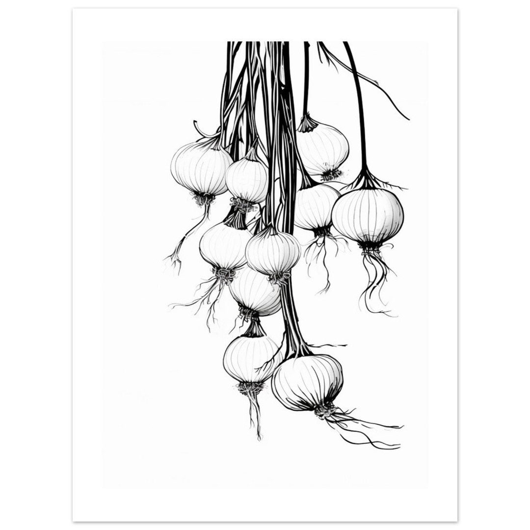 Onion Plant Line Drawing