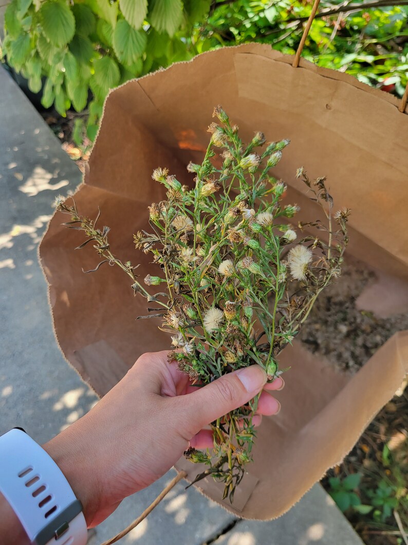 Sky Blue Aster Seeds - Great Native Flowers for Bees, Butterflies, and ...