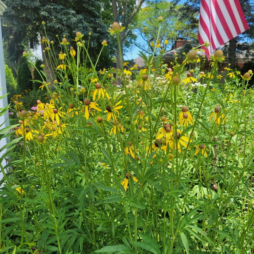 Grey Headed Coneflower Seeds - Ratibida Pinnata - Yellow Coneflower ...