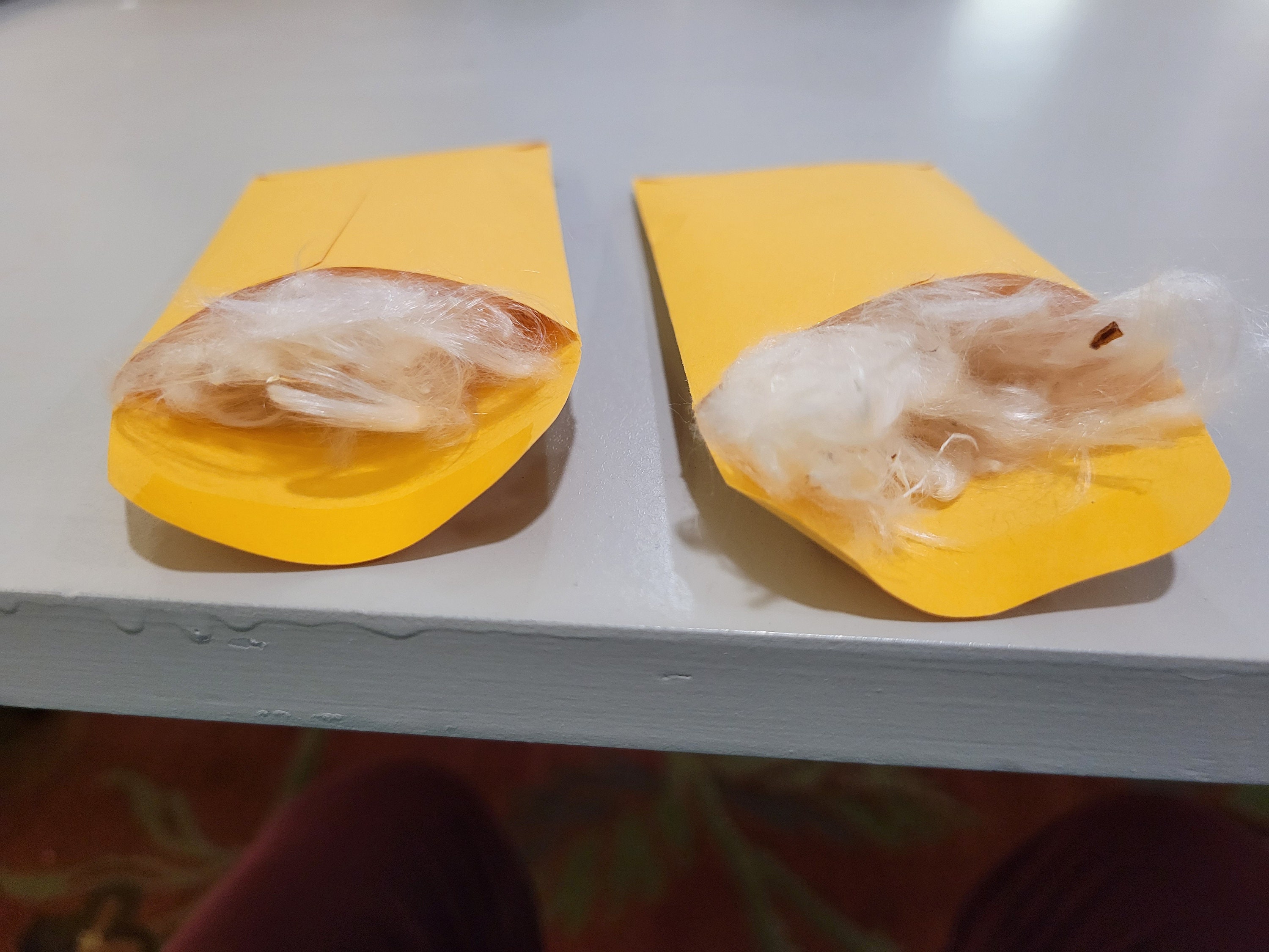 Common Milkweed Floss/silk/fluff - Track Wind Patterns for Hunting ...