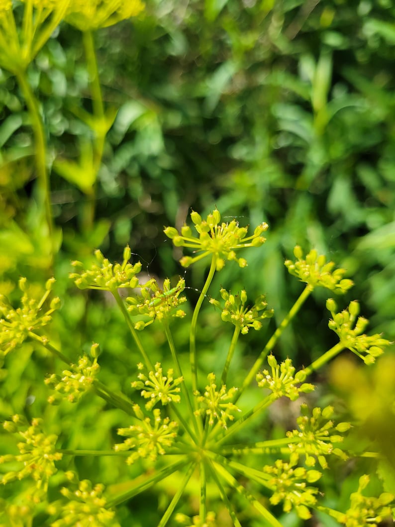 Golden Alexander Seeds - Zizia Aurea - J3natives - 150 Seeds - Etsy