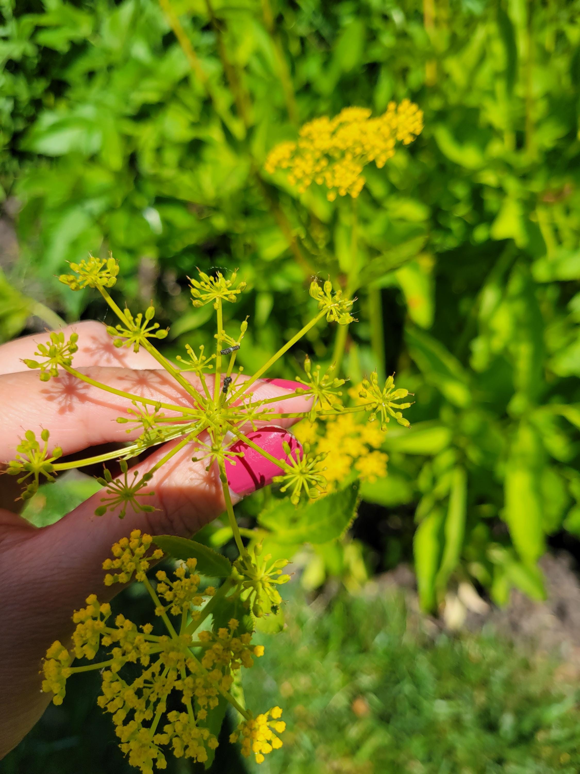 Golden Alexander Seeds - Zizia Aurea - J3natives - 150 Seeds - Etsy